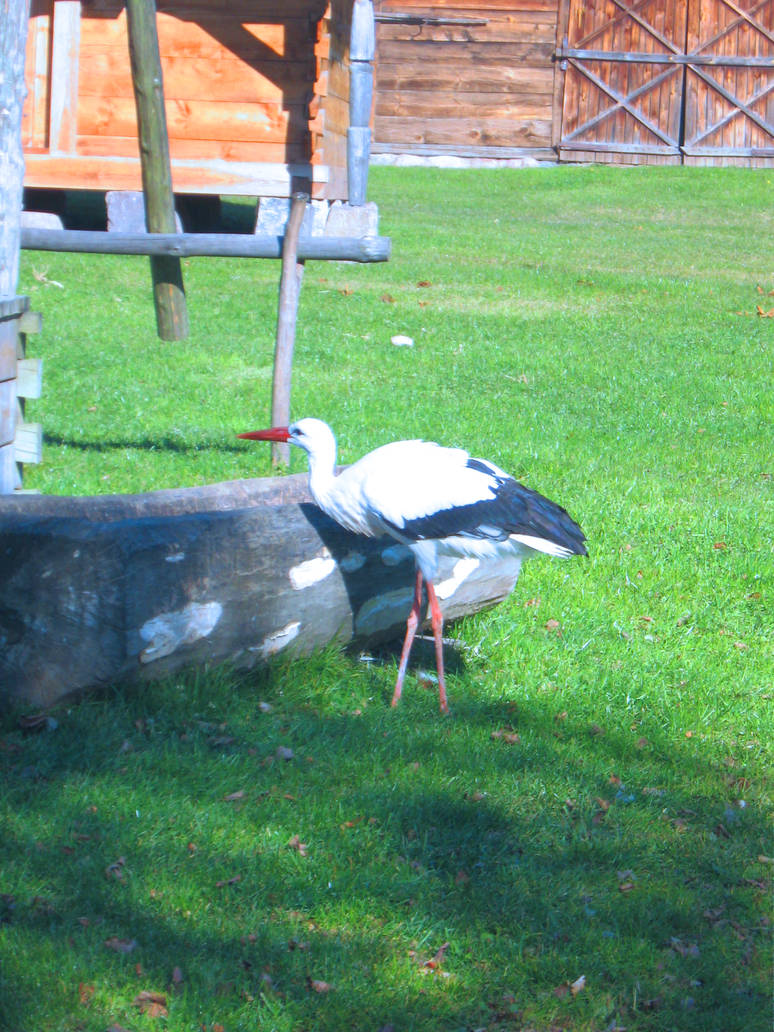 piekny ptak by Rolie-Polie-Colie on DeviantArt