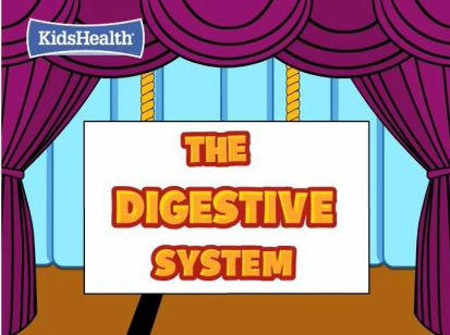 The DIgestive System by edbert135 on DeviantArt