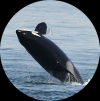 TF:How Orca got their Markings by verybluebird on DeviantArt