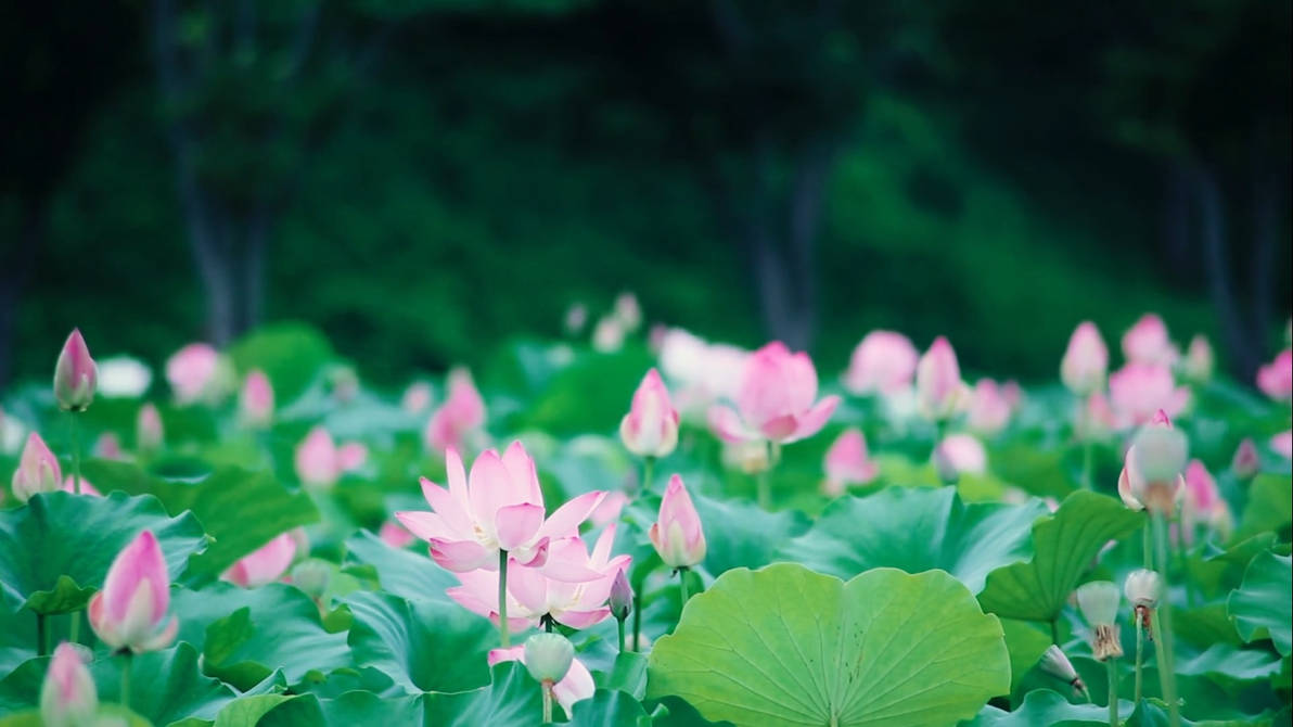 Lotus Live Wallpaper for RainWallpaper by Nakamoto0 on DeviantArt