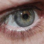 Tanuki Eye Morph by oboroten on DeviantArt