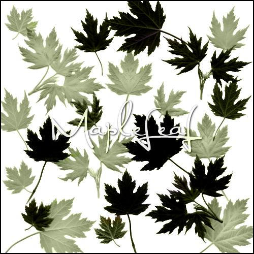 maple leaf by ShadyMedusa-stock on DeviantArt