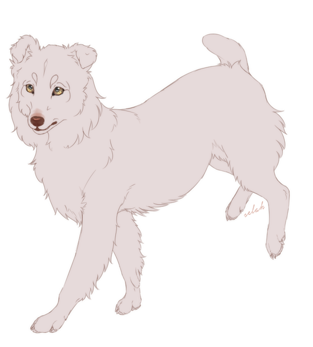 free to use: aussie adopt base by wxndxrxr on DeviantArt