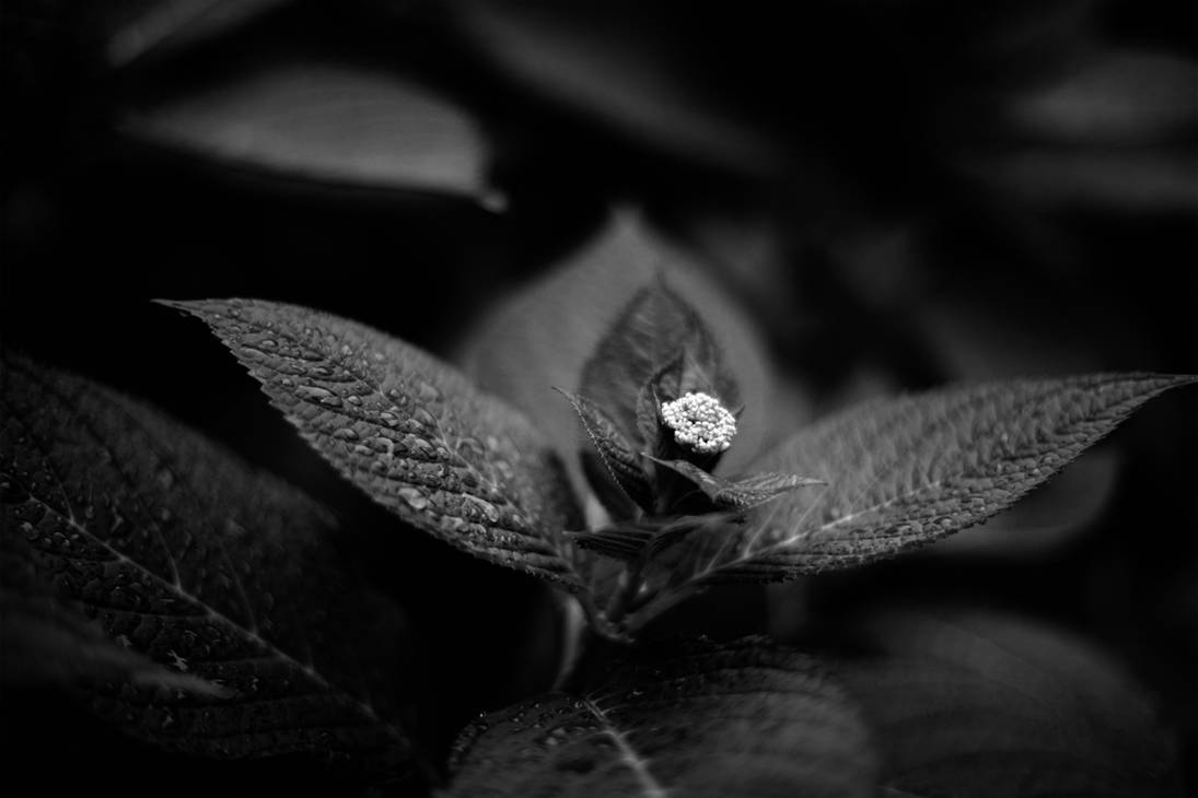 Natural Contrast by CLE-Photography1 on DeviantArt