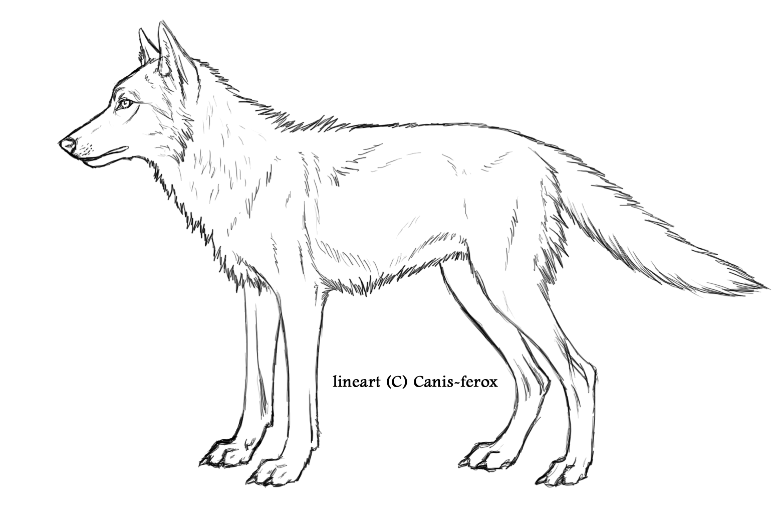 Wolf-- free lineart by Canis-ferox on DeviantArt