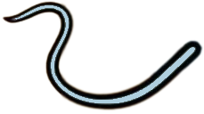 Squeeks' Tail (Version 5) by convbobcat on DeviantArt