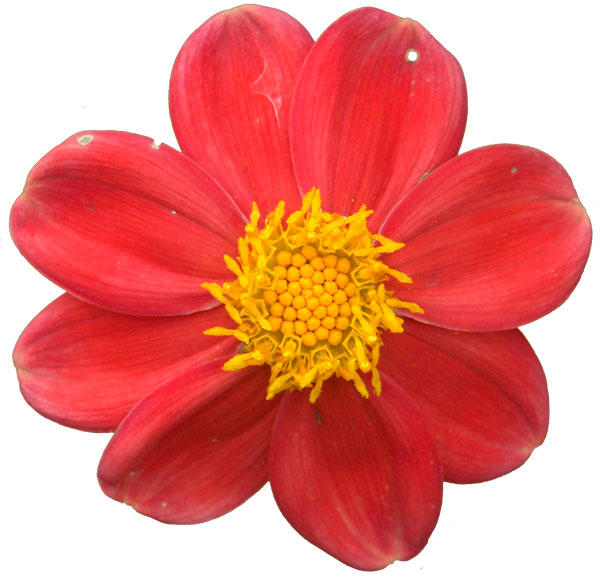 flower07 psd by gd08 on DeviantArt