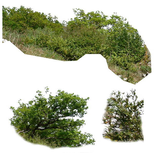 bush by gd08 on DeviantArt