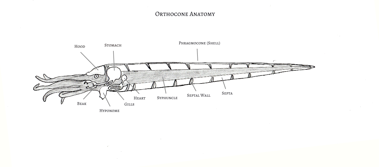Orthocone Anatomy by Ceratopsia on DeviantArt