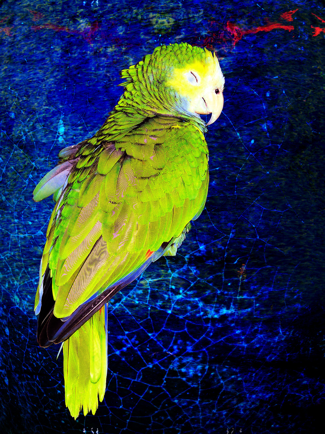 Sleeping Bird by PrincessInHeaven on DeviantArt