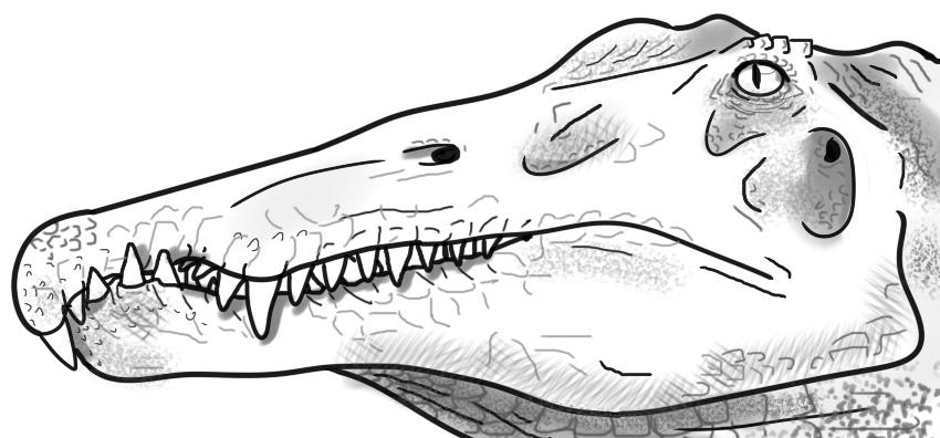 Spinosaurus Aegyptiacus - Head Concept by thez15 on DeviantArt