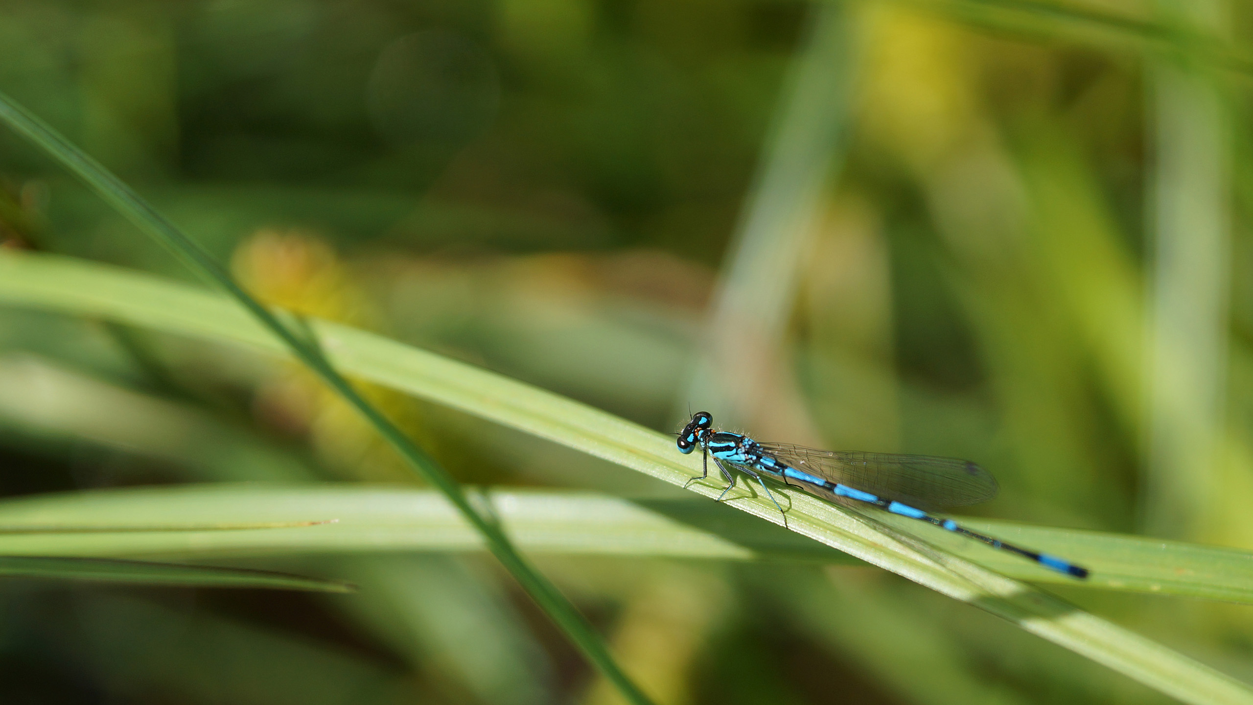 Robot Dragonfly Widescreen Wallpaper