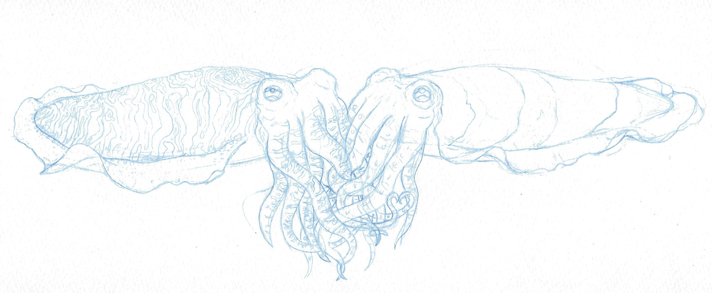 CuddleFish by Unikangapangasaur on DeviantArt
