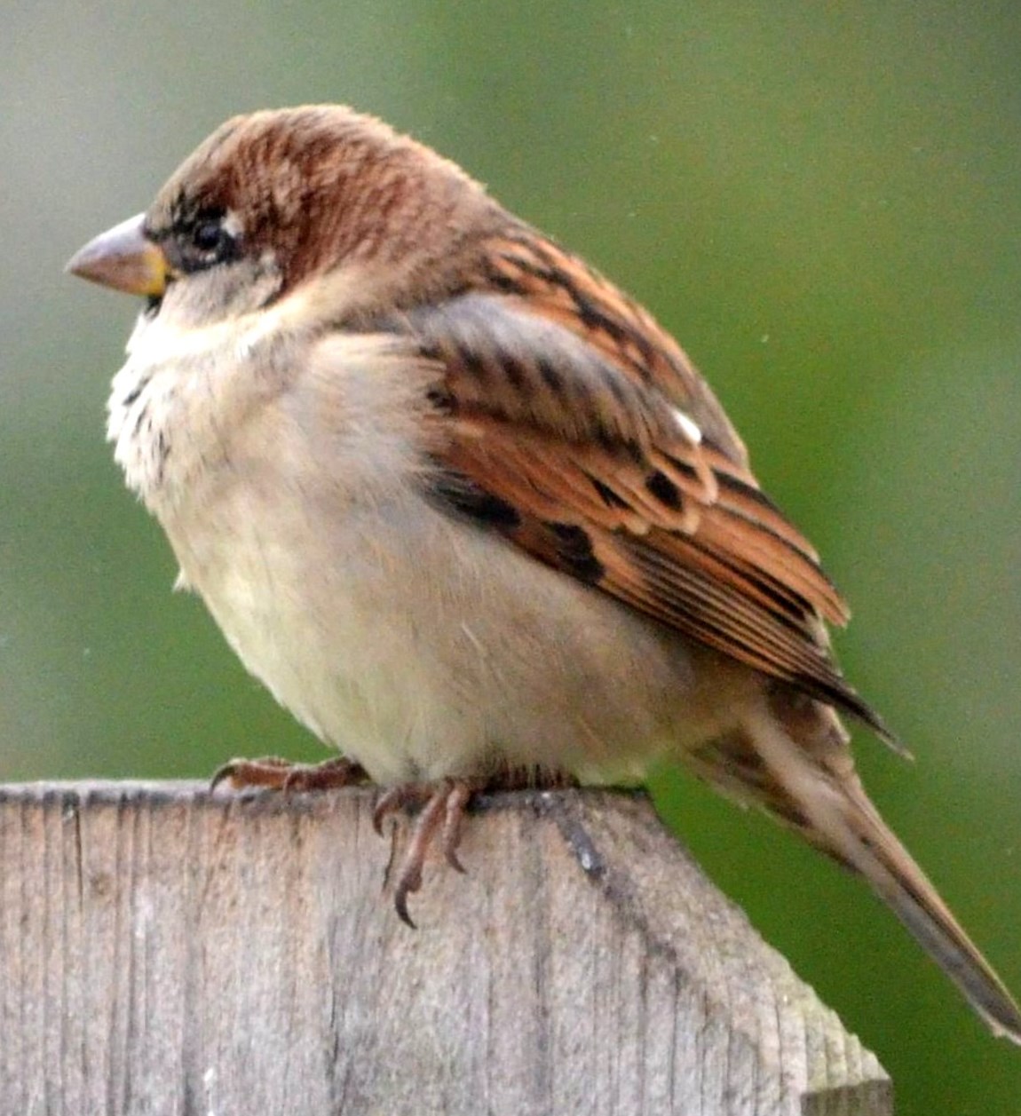 Sparrow by PennysPeanutGallery on DeviantArt