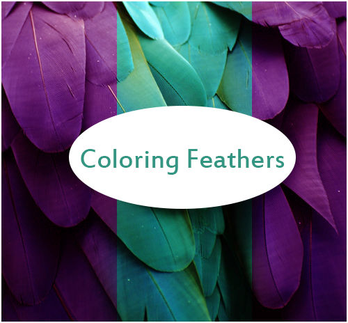 feather Coloring by LinsdayDesign on DeviantArt