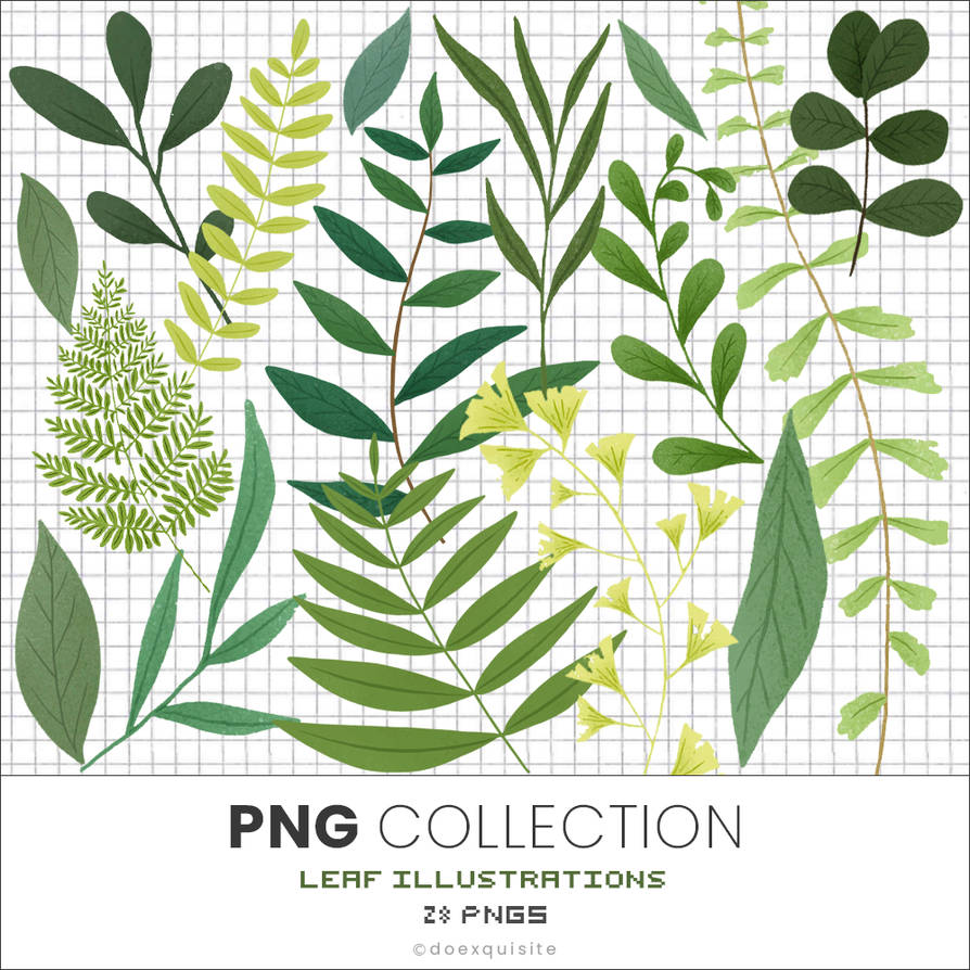 Leaf Illustrations | PNG Pack by doexquisite on DeviantArt