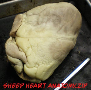 Sheep Heart Anatomy by Russockshitha on DeviantArt
