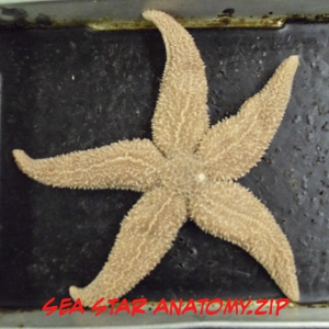 Sea Star External Anatomy