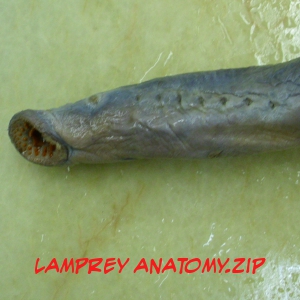 Lamprey Anatomy by Russockshitha on DeviantArt
