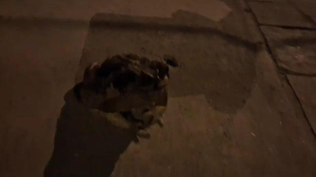 A Frogged Short Video by MillerTheCockroach on DeviantArt