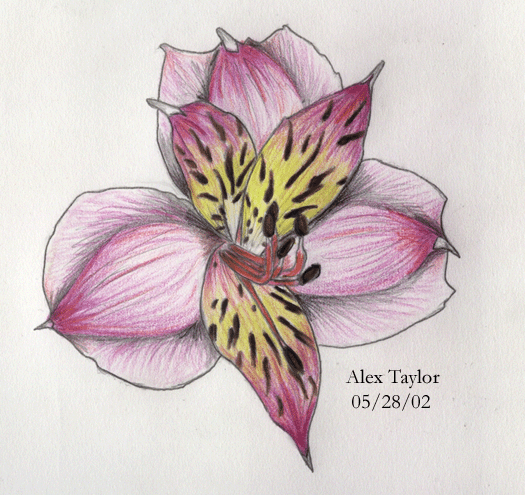 Pink Flower Pencil Sketch by tapp on DeviantArt