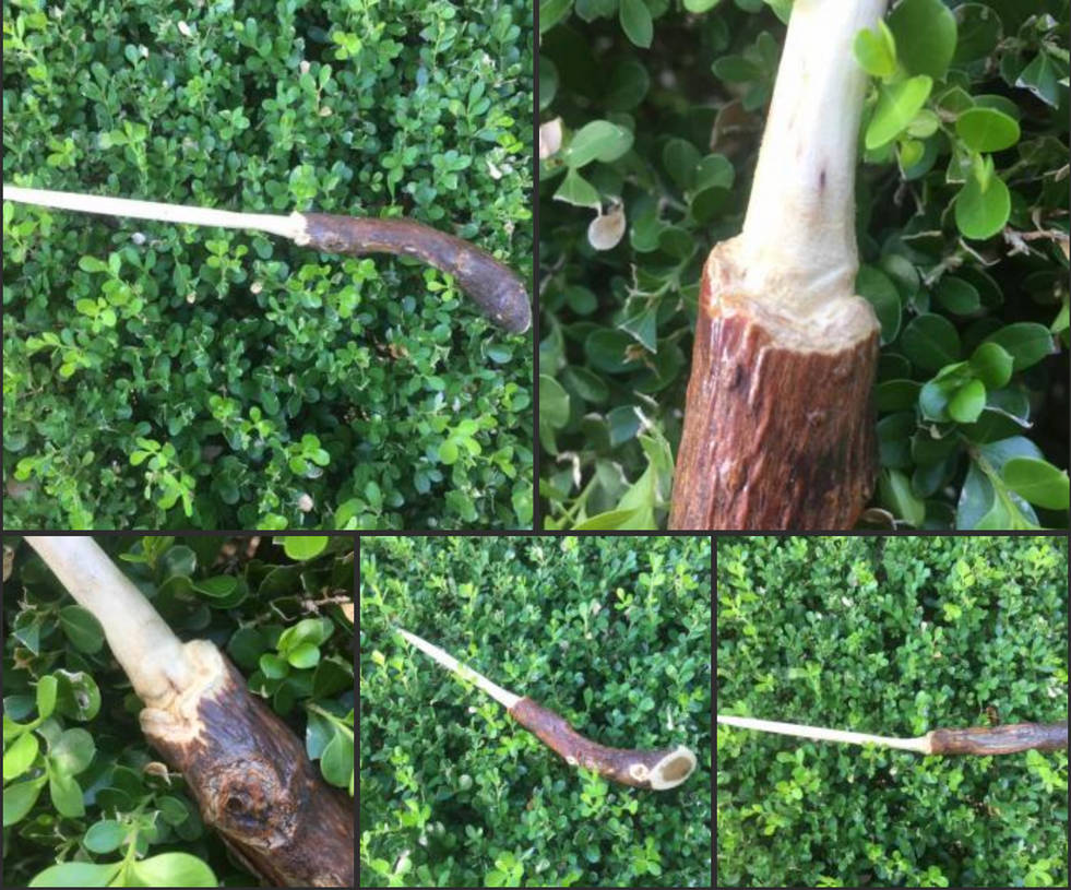 Natural Branch Wand - 12 1/4 Inches, Unyeilding by DieHardGuardGirl on ...