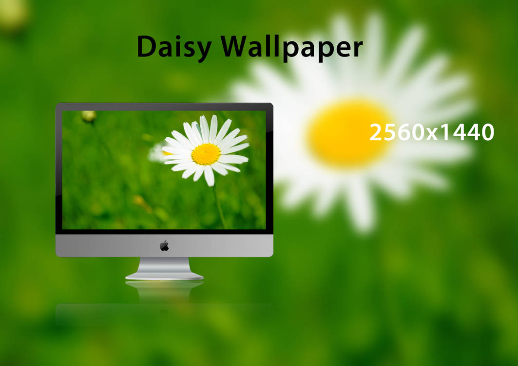 Daisy Wallpaper by cosboom on DeviantArt