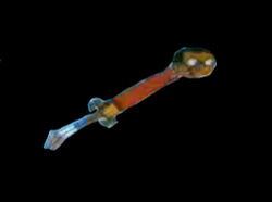 Troc challenge 4 by MajorLeagueObjects on DeviantArt