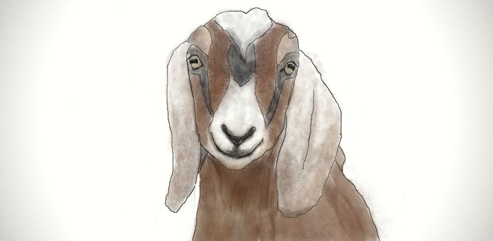 Goat Doodle by Tobukujira on DeviantArt