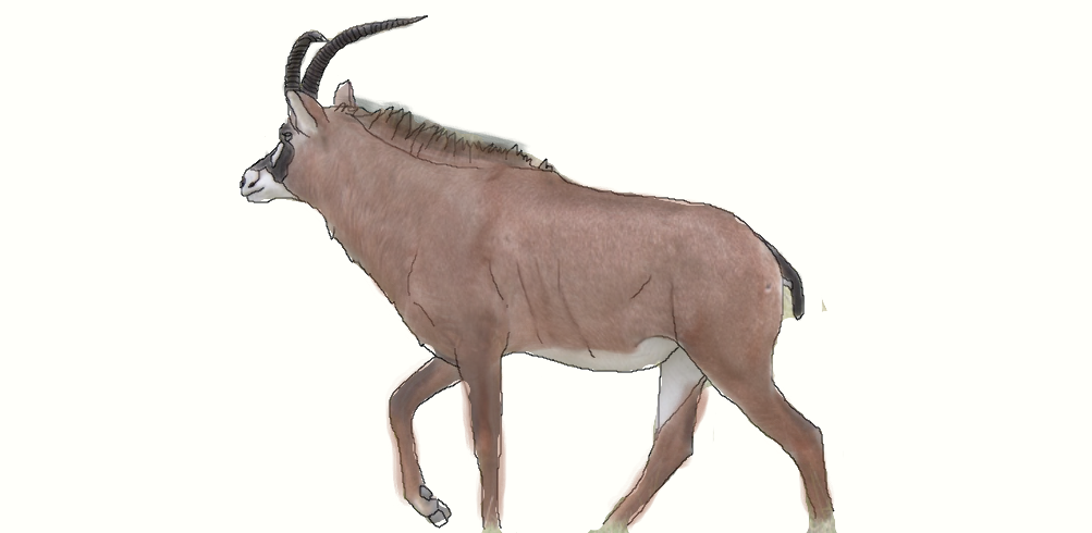 Roan Antelope by Tobukujira on DeviantArt