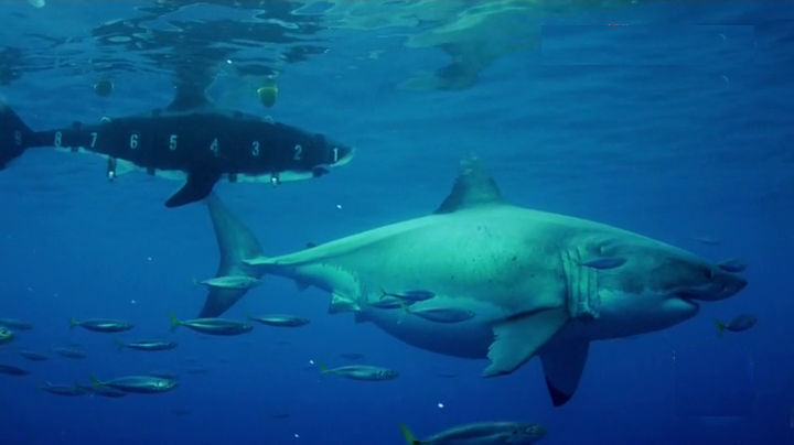 TMI - CH 28 - Island of the Mega Shark by Barrowman2012 on DeviantArt