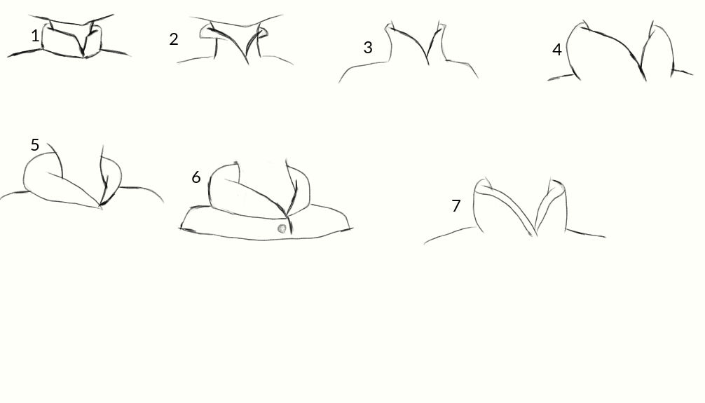 Favorite Neck collar styles by Basher-the-Basilisk on DeviantArt