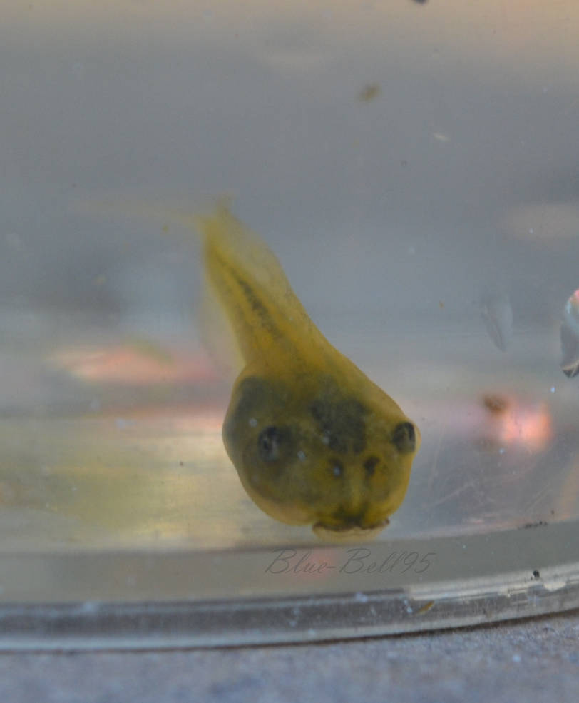 Smlie by Blue-Bell95 on DeviantArt