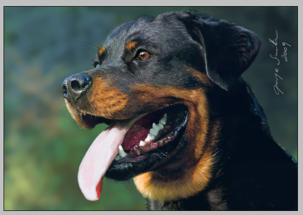 rottweiler by artgeorge on DeviantArt