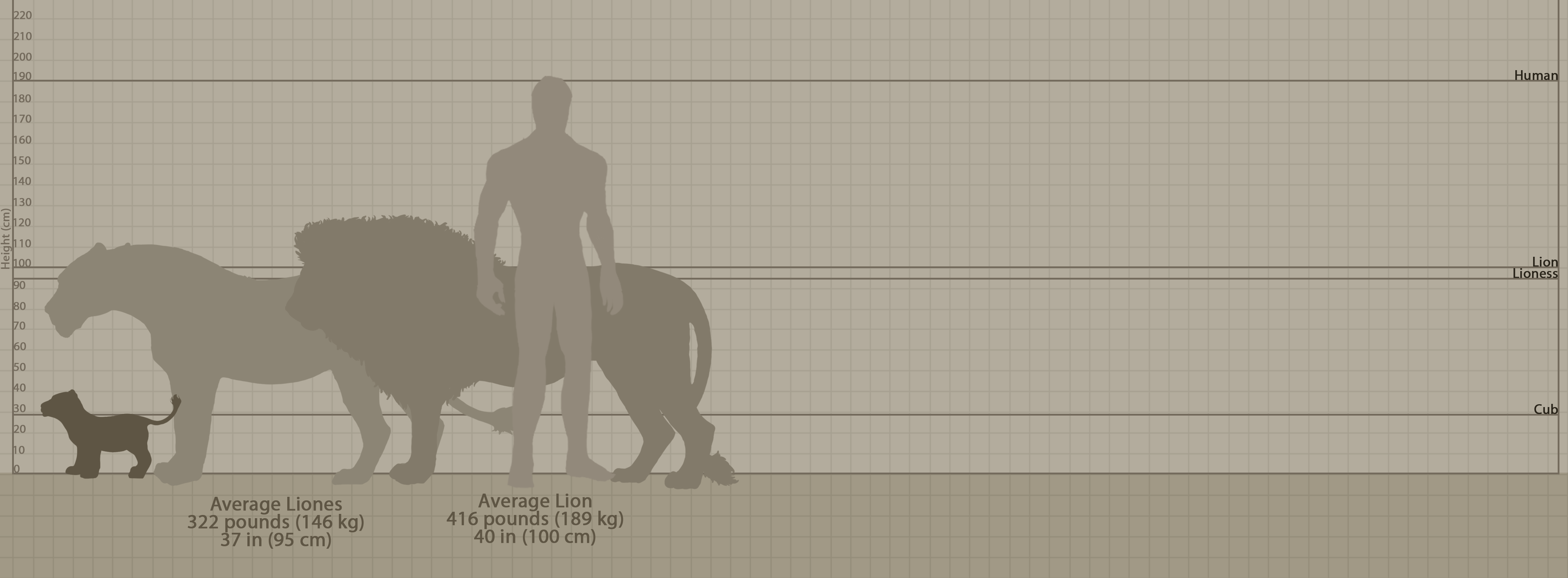 Size Reference Base (now downloadable) by Cogaidh on DeviantArt