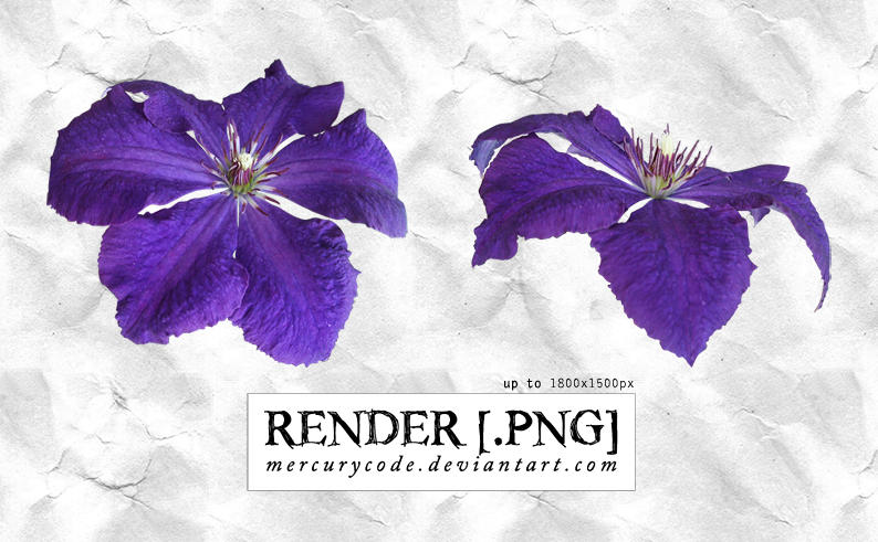Render set 02: clematis flower by mercurycode on DeviantArt