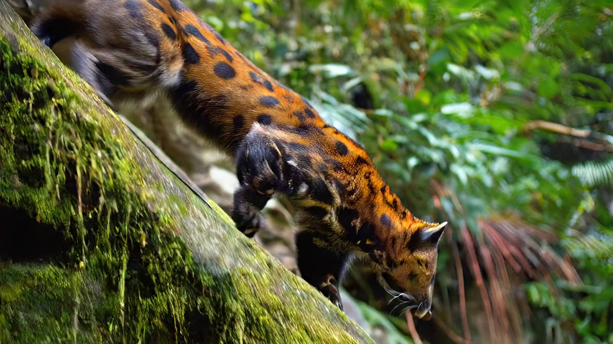 Black-necked Catmarten climbing cliff by GiuseppeZee on DeviantArt