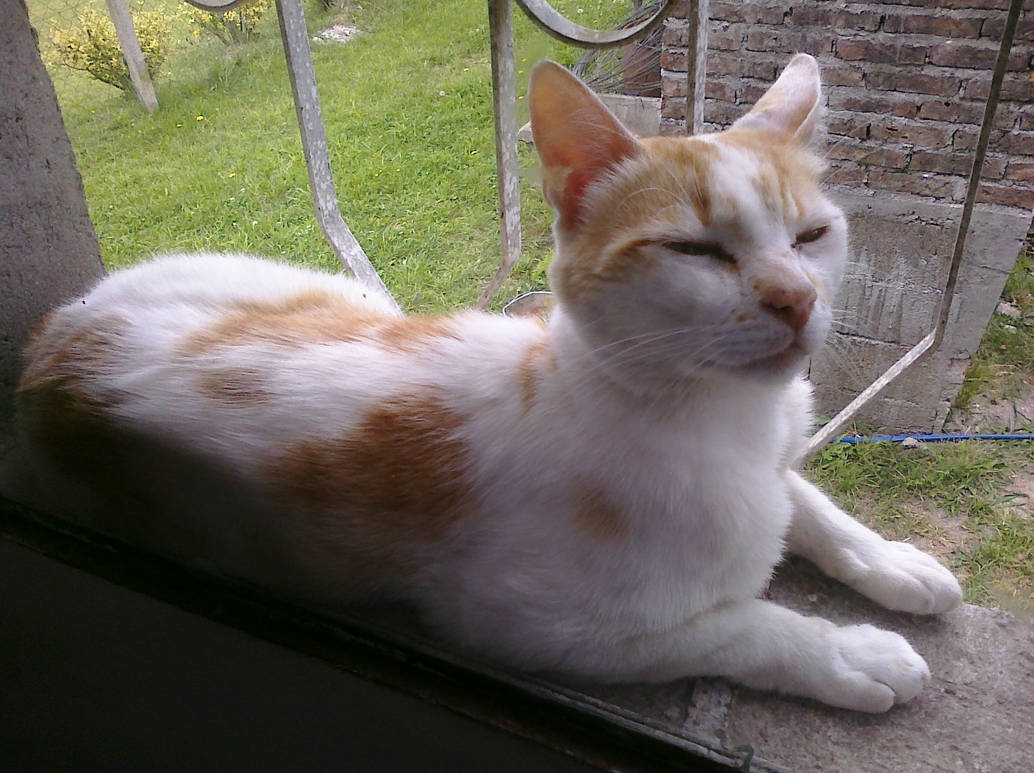 gato by rotomas on DeviantArt