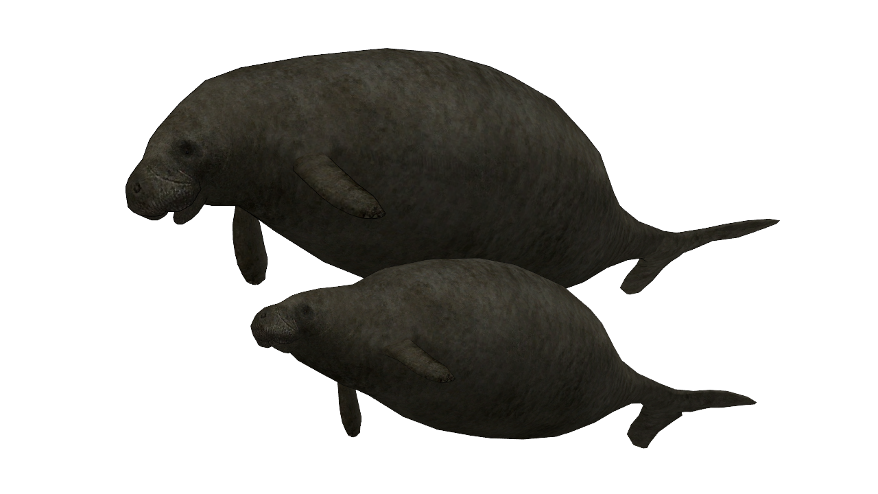 Steller sea cow mmd DL by ChrisM199 on DeviantArt