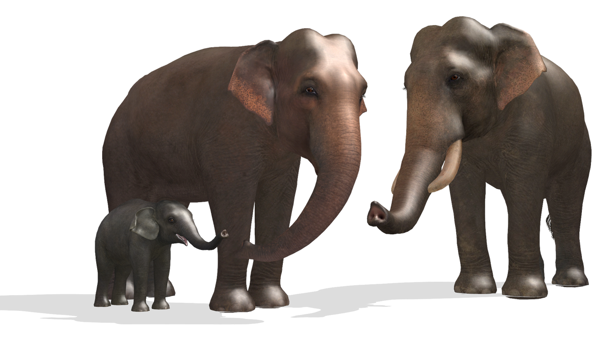 PZ Indian Elephant MMD Download by ChrisM199 on DeviantArt