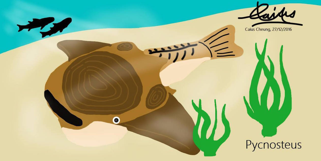 Pycnosteus by Caiussaurus on DeviantArt