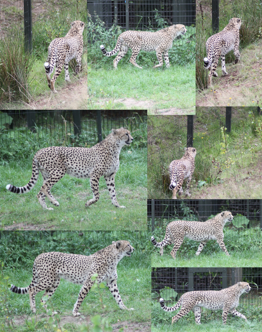Cheetah 5 by Tasastock on DeviantArt