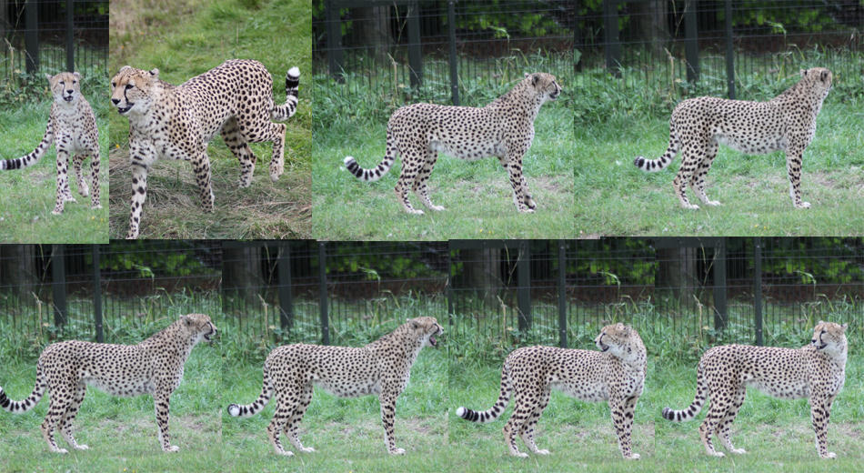 Cheetah 6 by Tasastock on DeviantArt