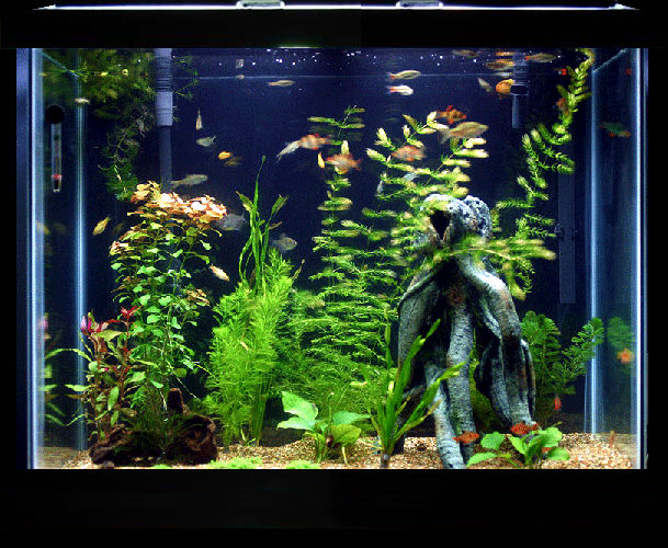 Animated Aquarium (updated) for xwidget by Jimking on DeviantArt