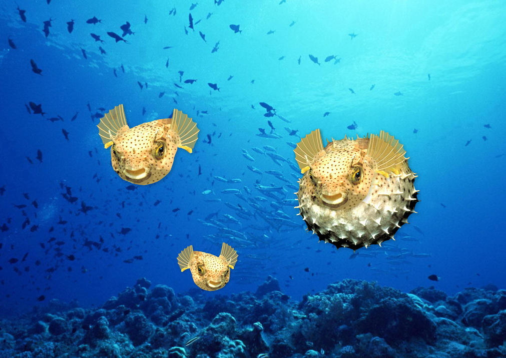 Puffer Fish (animated) for xwidget by Jimking on DeviantArt