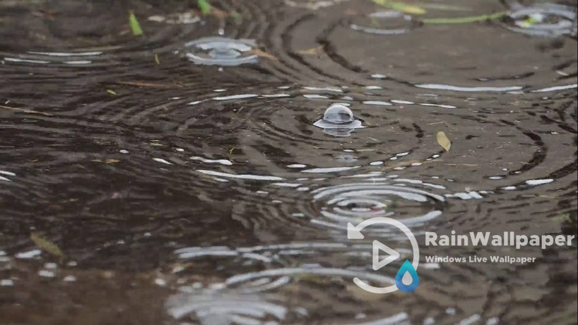 Rain - 17013 by Jimking on DeviantArt