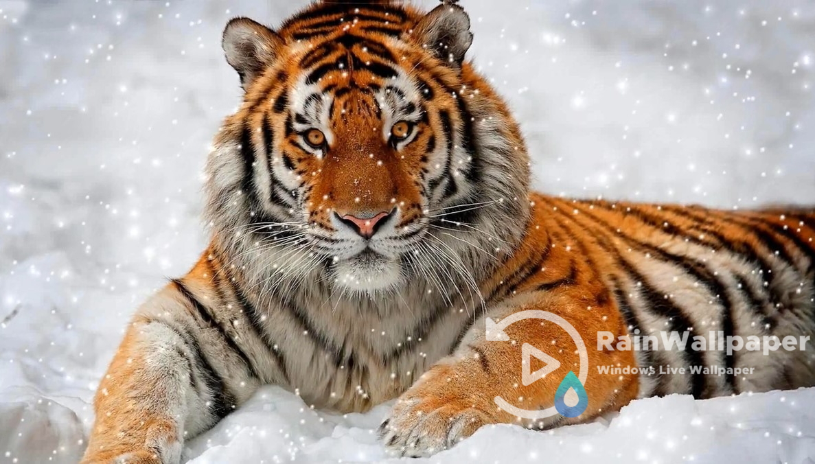 Snow Tiger by Jimking on DeviantArt