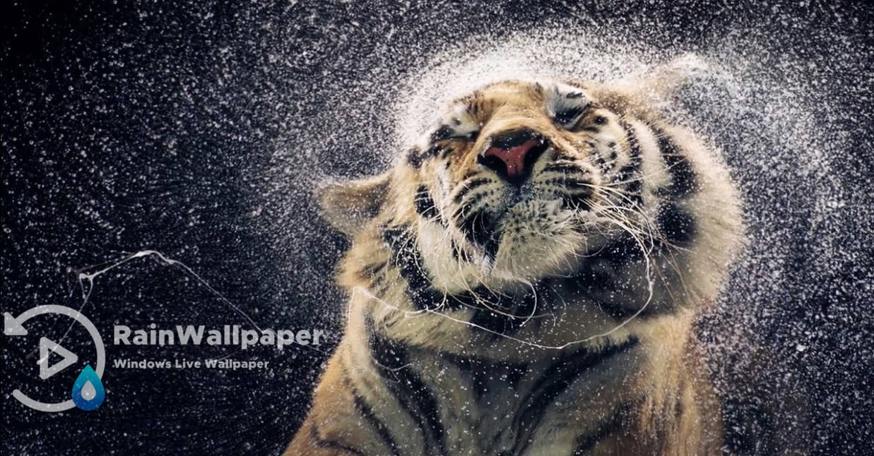 Wet Tiger Shake by Jimking on DeviantArt