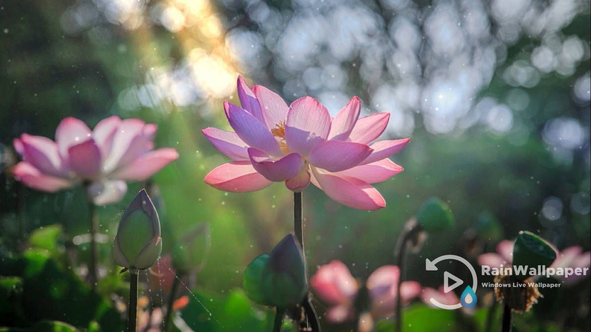 Lotus by Jimking on DeviantArt