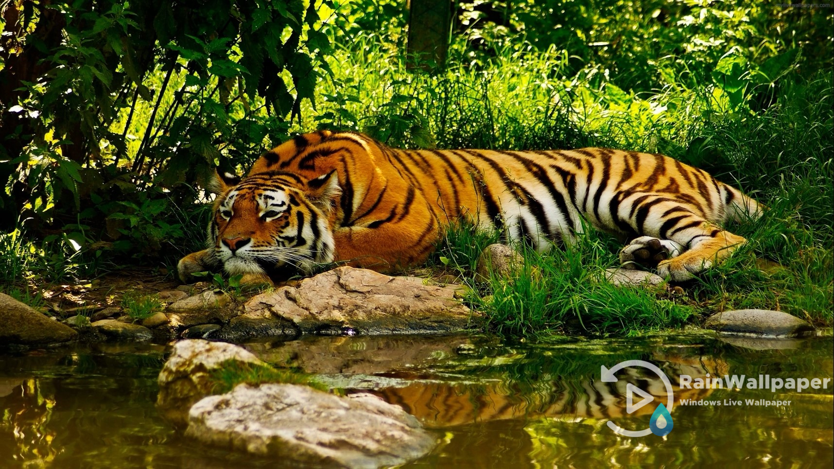 Tiger Resting By River by Jimking on DeviantArt